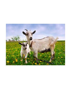 Sheep & Goats Kits | Complete Kits
