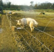Effective movable pig fencing