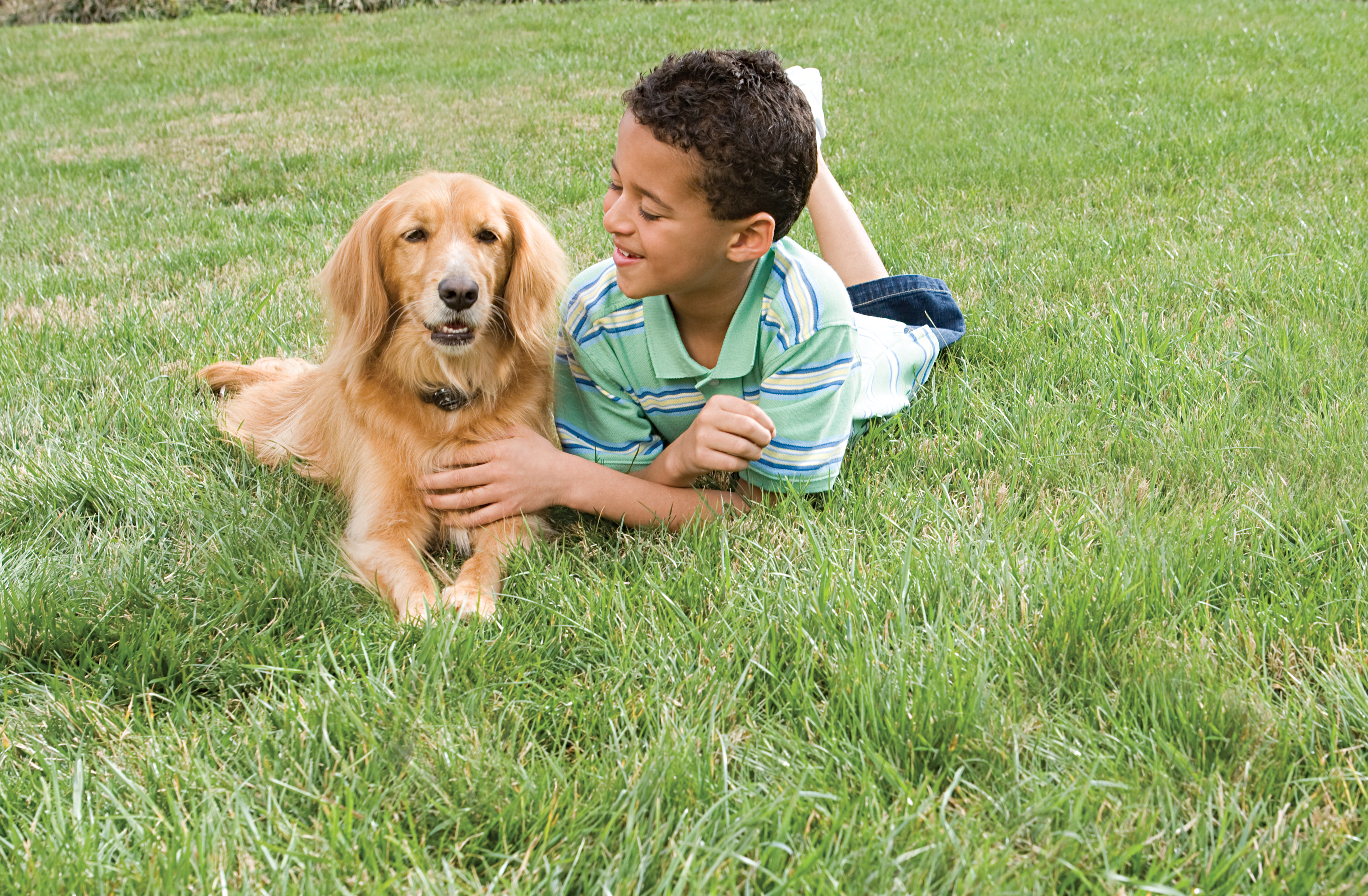 PetSafe Invisible Wireless Dog Fence - Pet Containment