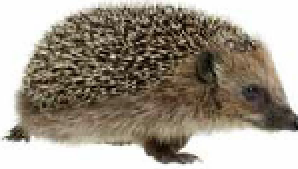 Electric Fencing and Hedgehogs