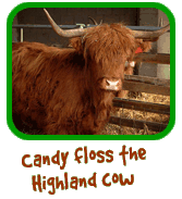 Meet our adopted Highland Cow Candy Floss