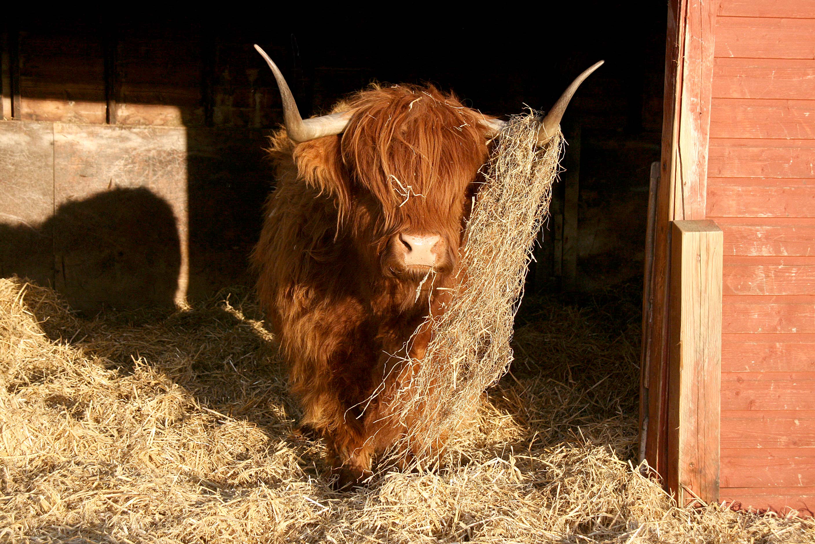 Report from Hillside Animal Sanctuary