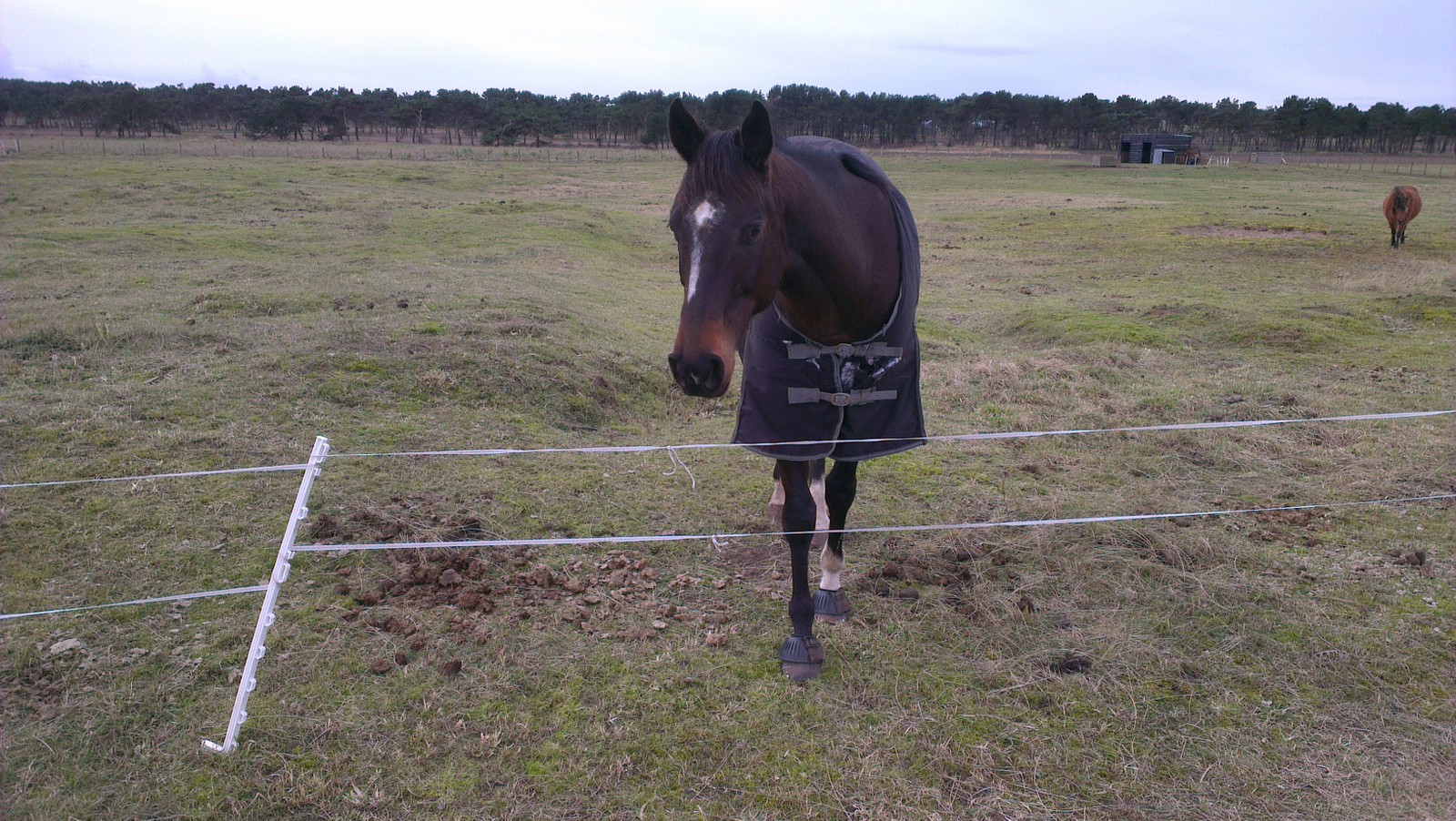 5 Horse Electric Fencing