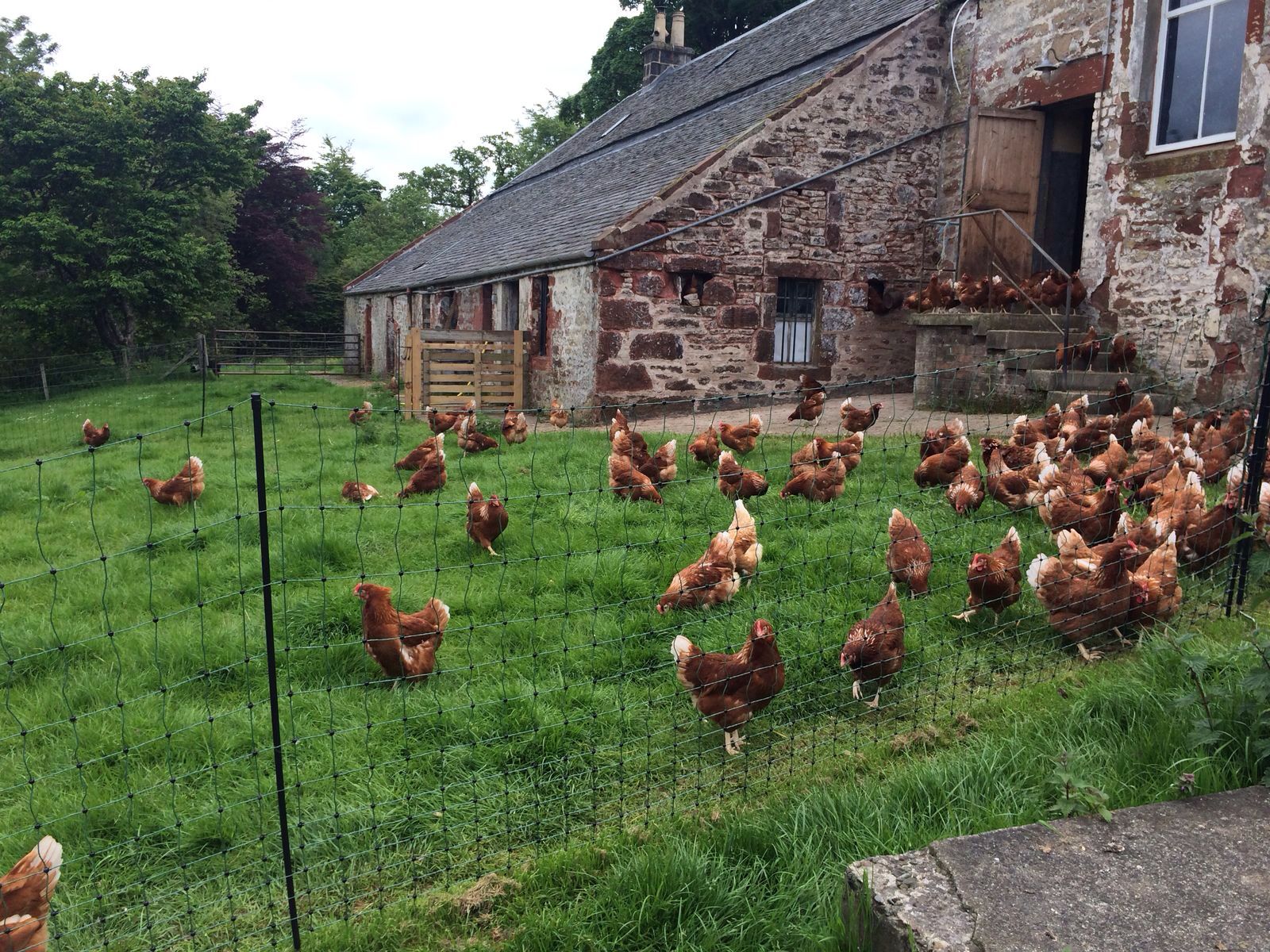 Step By Step Guide To Buying Your Electric Poultry Netting Kit ...