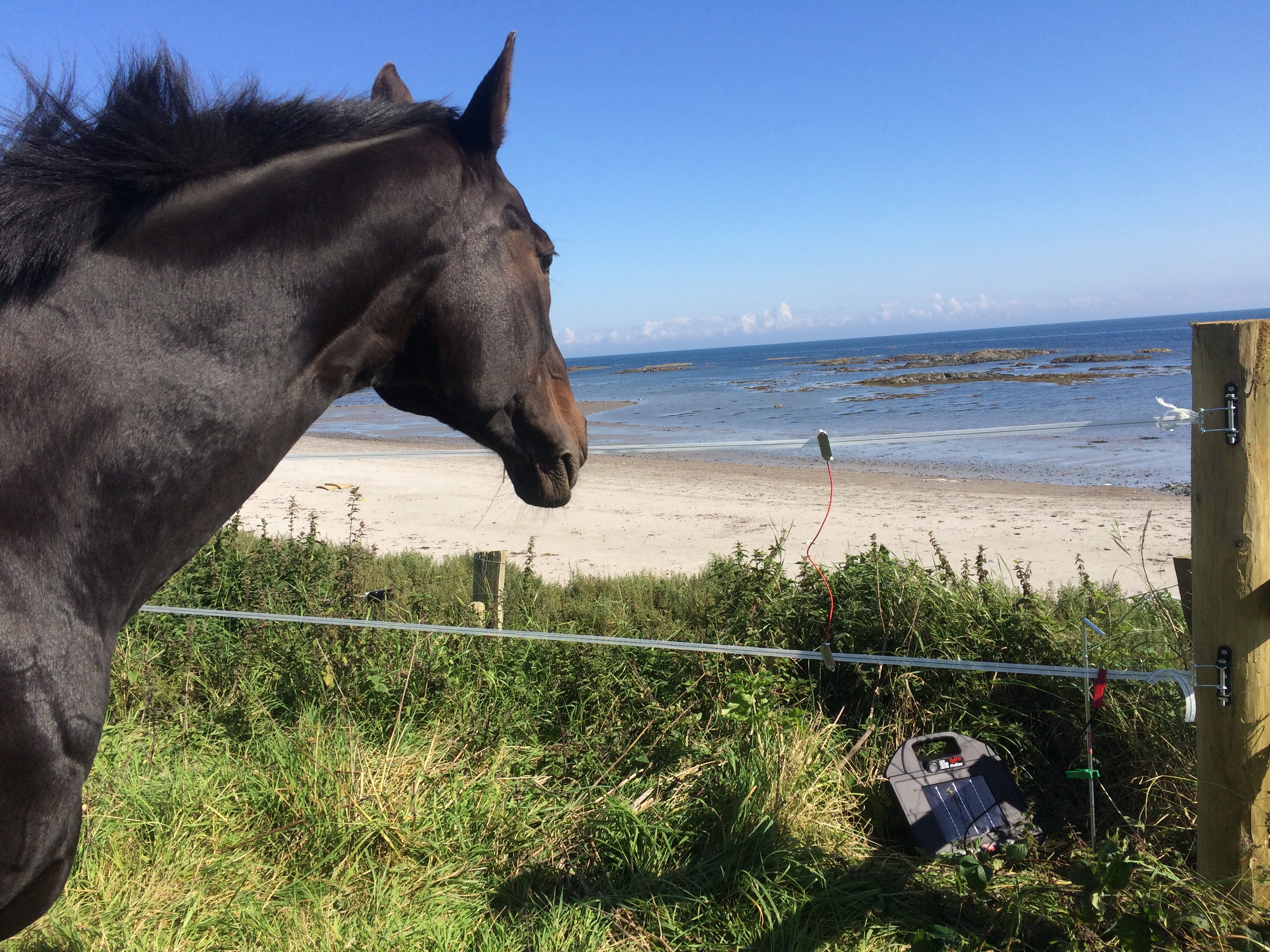 Choosing Electric Fence Horse Kits | Electric Fencing Direct