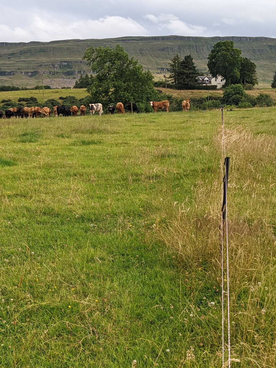 Ask The Expert - Zone or Cell Grazing For Cattle Using an Electric Fence