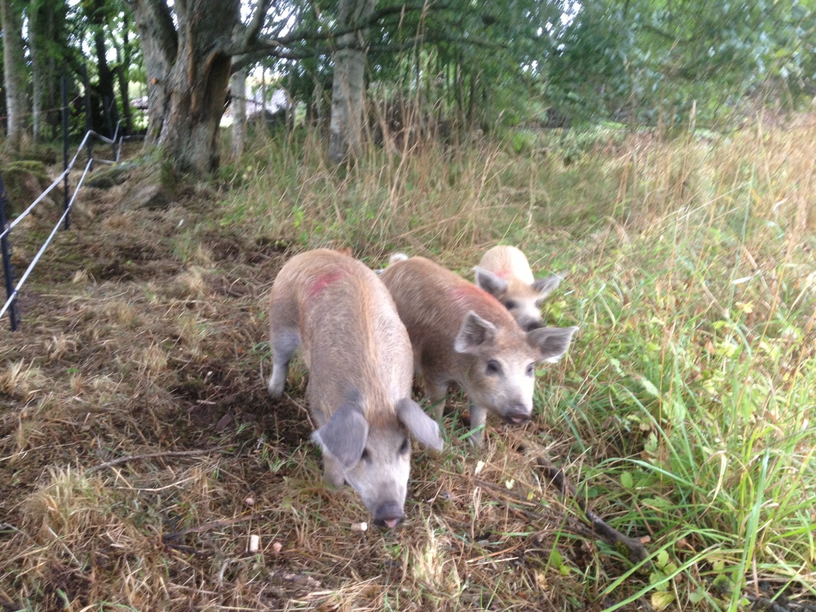 Electric Fence Story - Back Yard Pigs?